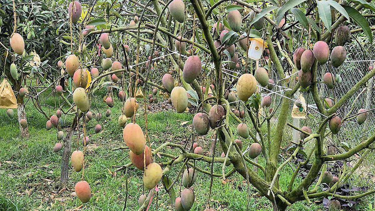 One orchard accommodates nearly 250 mango trees of 57 varieties ...