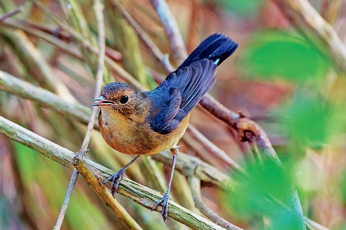 Rare firethroat bird | Prothom Alo