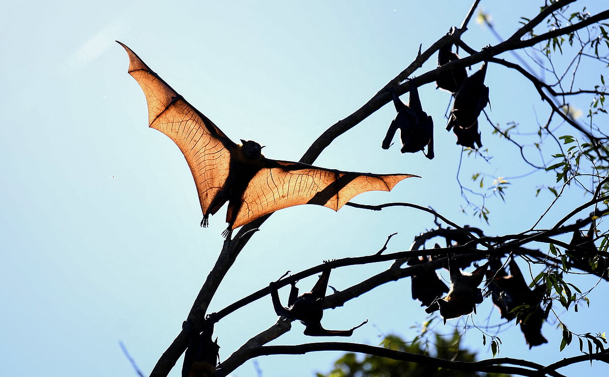 The world's bat lands are under attack, seeding risk of a new pandemic ...