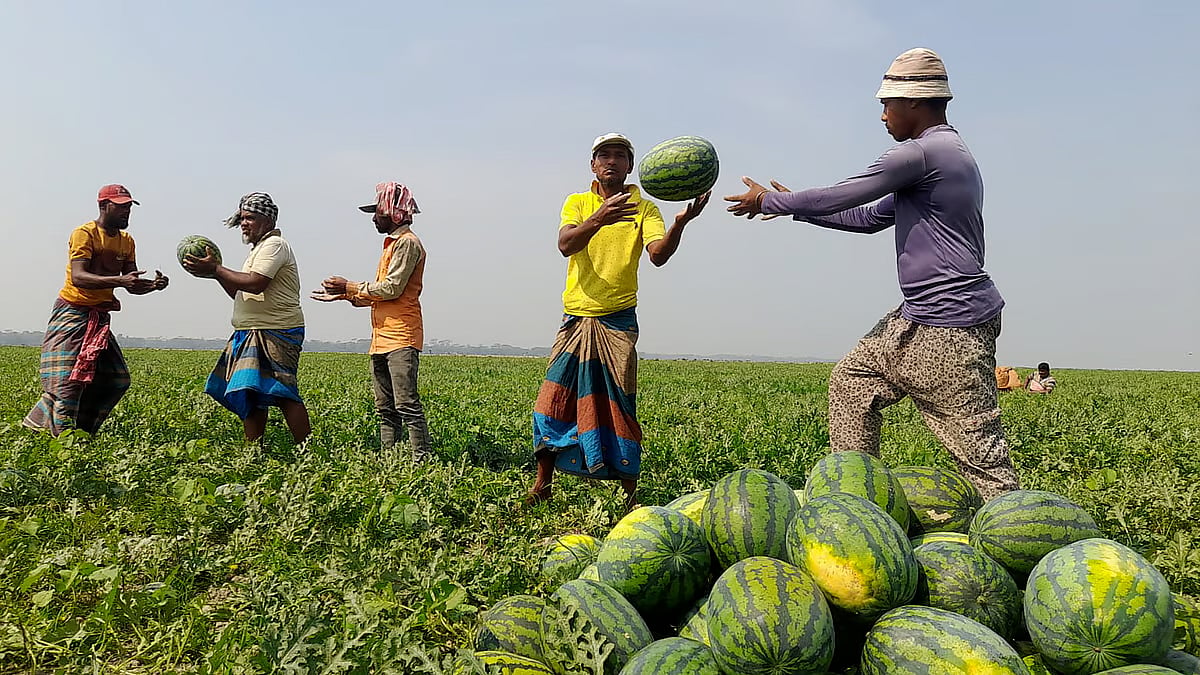 Farmer’s watermelon-laden trawler robbed in Patuakhali | Prothom Alo