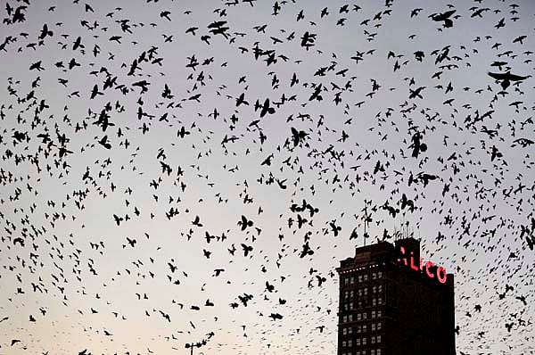 How birds avoid collision with man-made obstacles | Prothom Alo