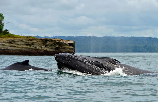 Most humpback whales taken off US endangered species list | Prothom Alo
