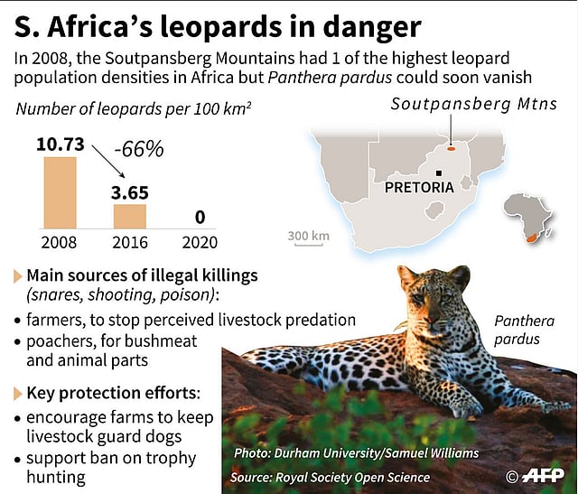 Study warns leopard population ‘crashing’ | Prothom Alo