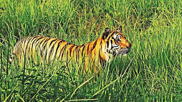 'Tigers being poisoned in Sundarbans' | Prothom Alo