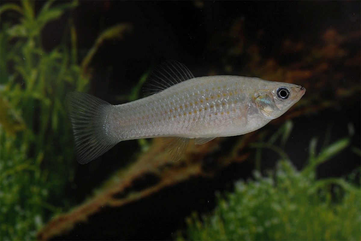 Amazon molly : the all-female fish species | Prothom Alo