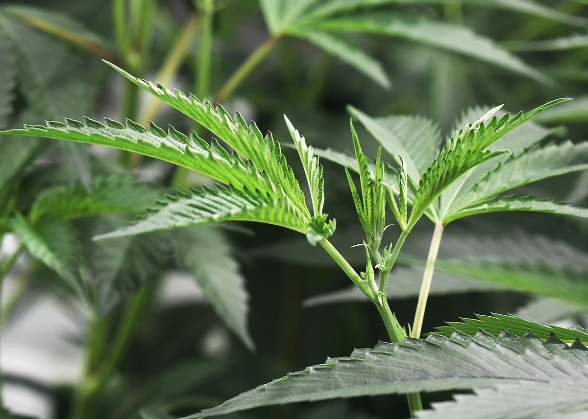 US approves first ever drug made of marijuana | Prothom Alo