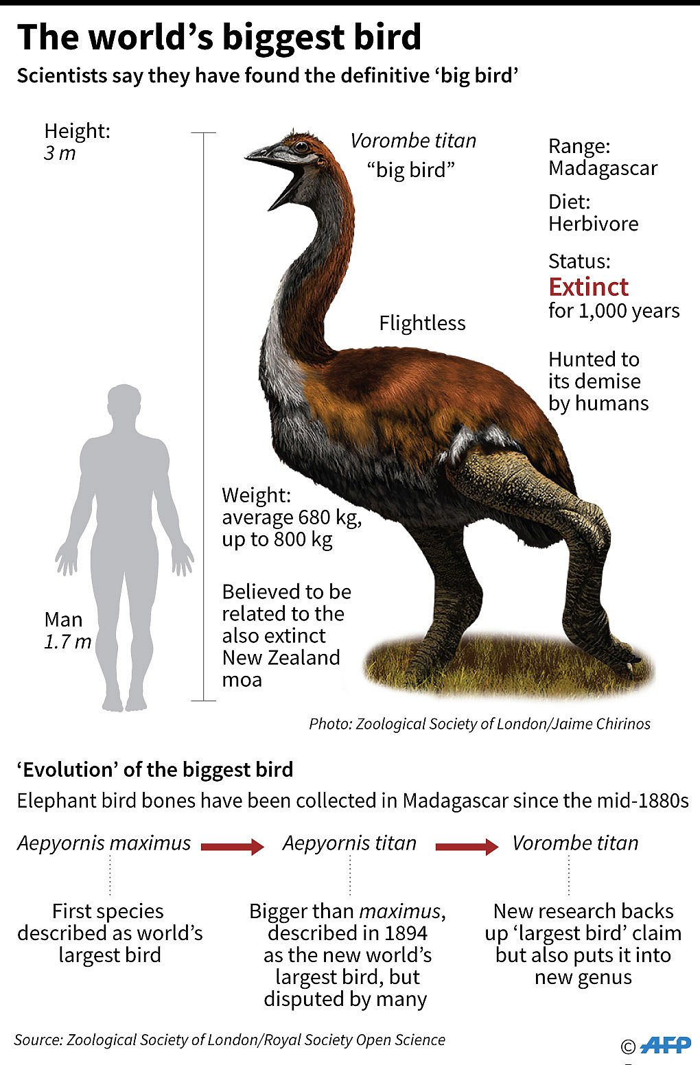 Elephant Bird Extinct Animals In Case TikTok Gets Banned Follow Me On
