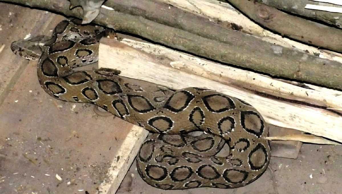 Russell Viper snake rescued in Bhola | Prothom Alo