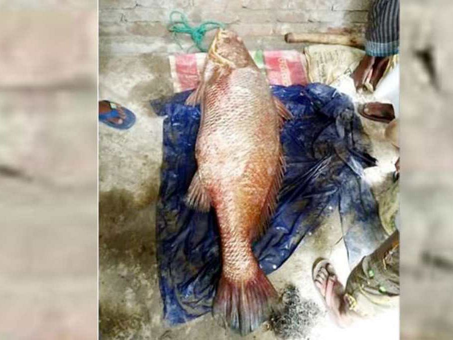 34.5kg ‘Poa’ fish caught in St Martin's channel | Prothom Alo