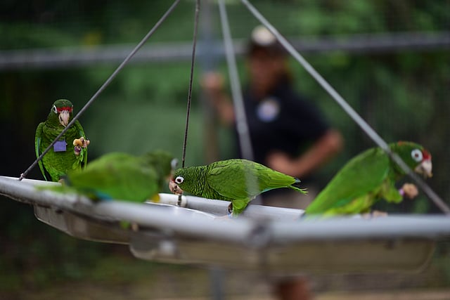 Scientists to save wild Puerto Rican parrot after Maria | Prothom Alo