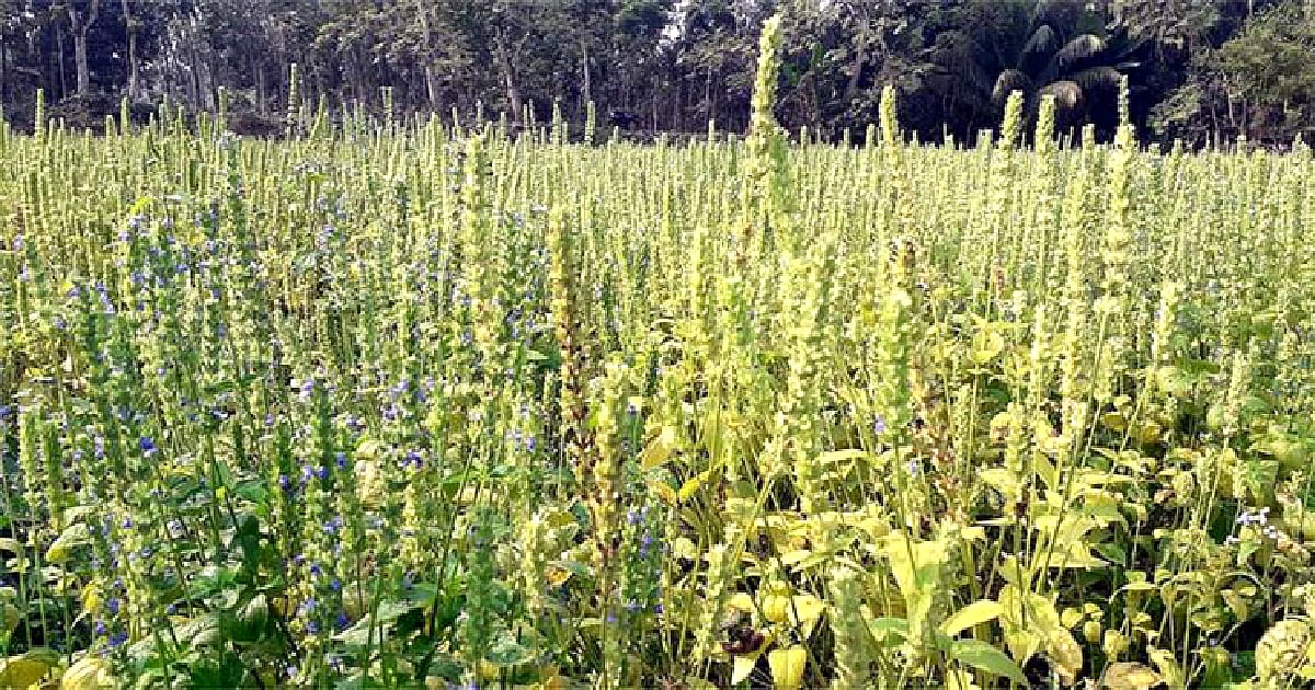 Chia cultivation gives new hopes to farmers | Prothom Alo